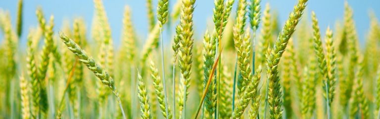 SABRAO Journal of Breeding and Genetics - SABRAO is a society devoted ...