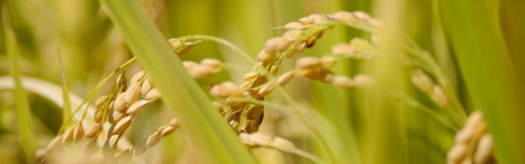 SABRAO Journal of Breeding and Genetics - SABRAO is a society devoted ...