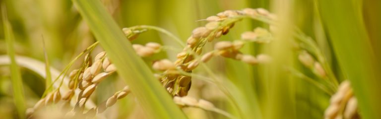 SABRAO Journal of Breeding and Genetics - SABRAO is a society devoted ...