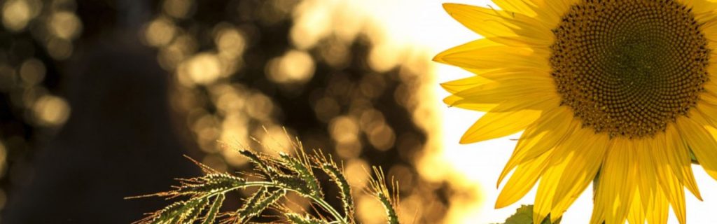 SABRAO Journal of Breeding and Genetics - SABRAO is a society devoted ...