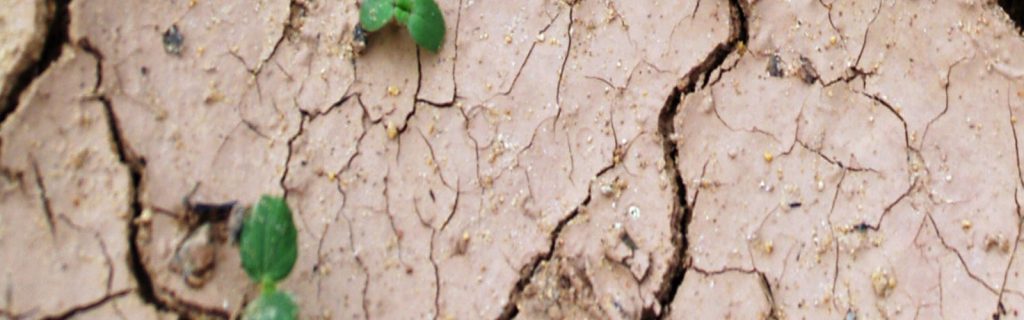 SABRAO Journal of Breeding and Genetics - SABRAO is a society devoted ...