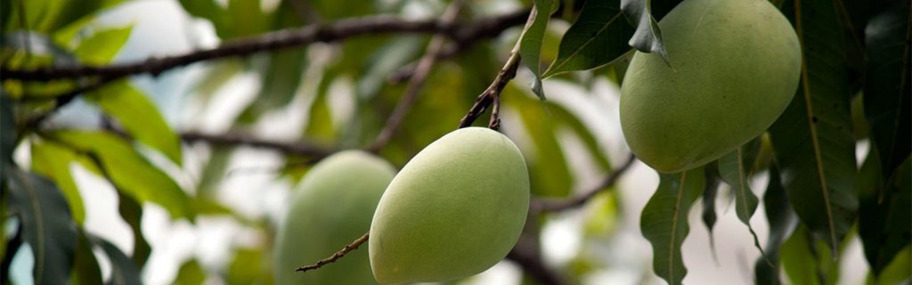 SABRAO Journal of Breeding and Genetics - SABRAO is a society devoted ...